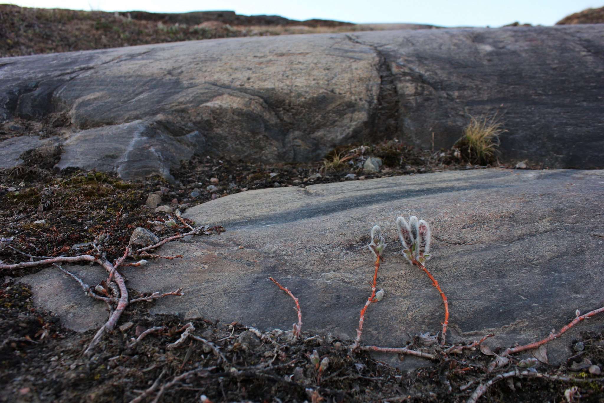 Sixth Anniversary of the release of the National Inuit Suicide ...